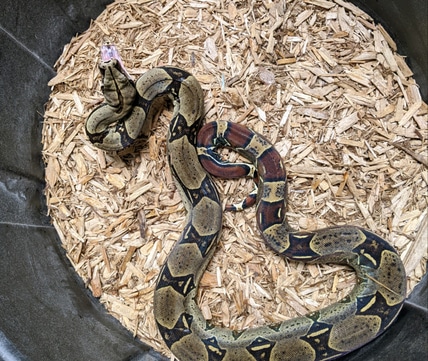 Iquitos Peruvian Boa True Red-tailed Boa Constrictor by Babcock ...