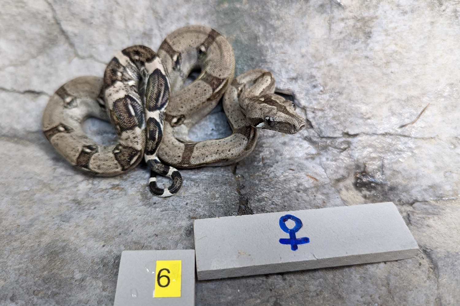 ANERY Longicauda Peruvian Long-tailed Boa Constrictor by Babcock ...