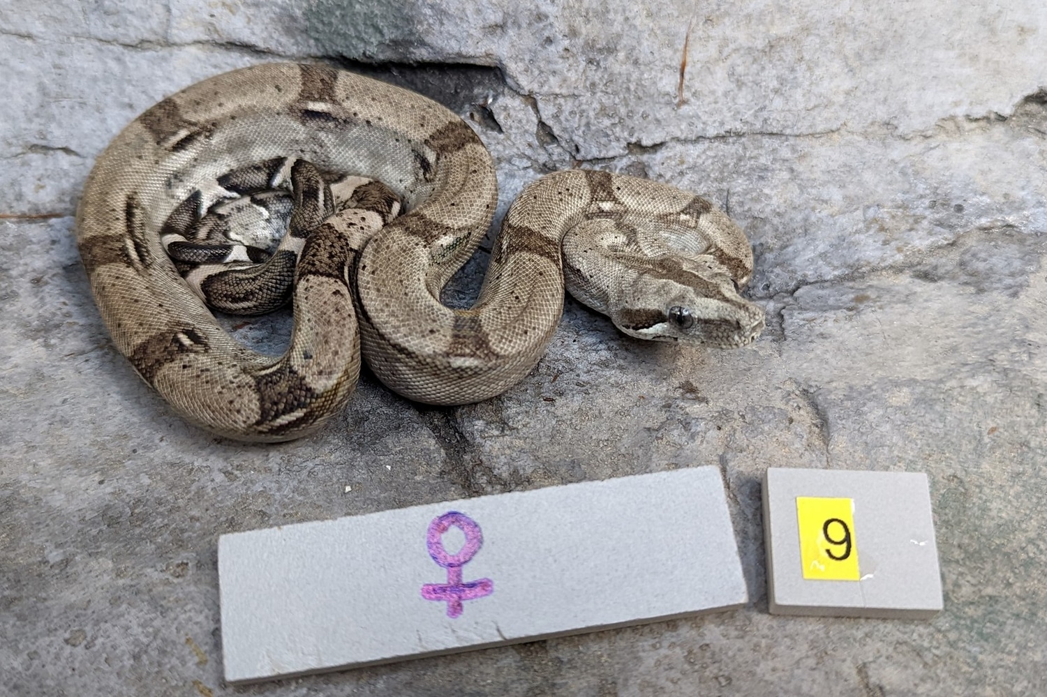 ANERY Longicauda Peruvian Long-tailed Boa Constrictor by Babcock ...