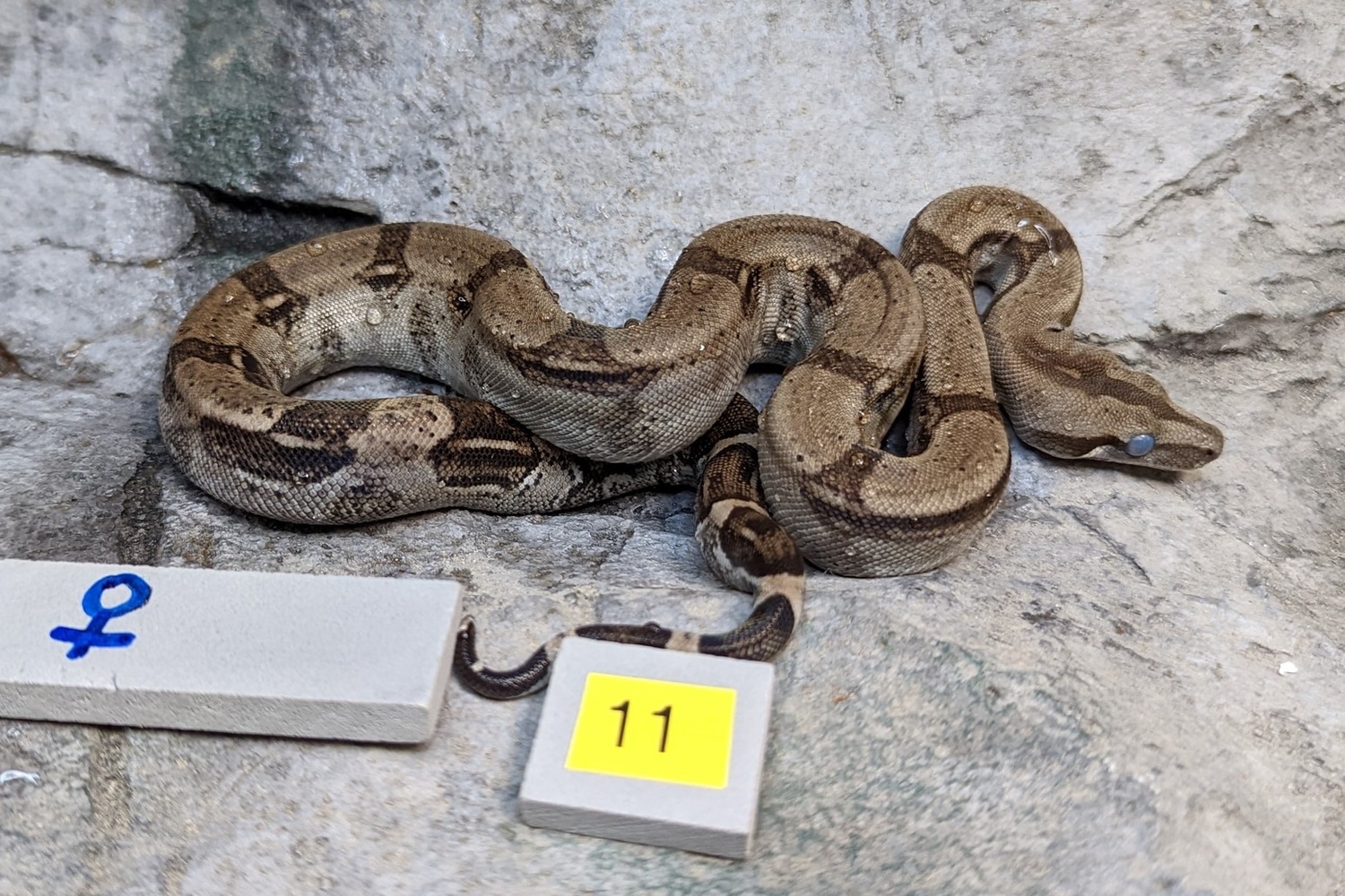 ANERY Longicauda Peruvian Long-tailed Boa Constrictor by Babcock ...