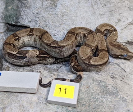 ANERY Longicauda Peruvian Long-tailed Boa Constrictor by Babcock ...