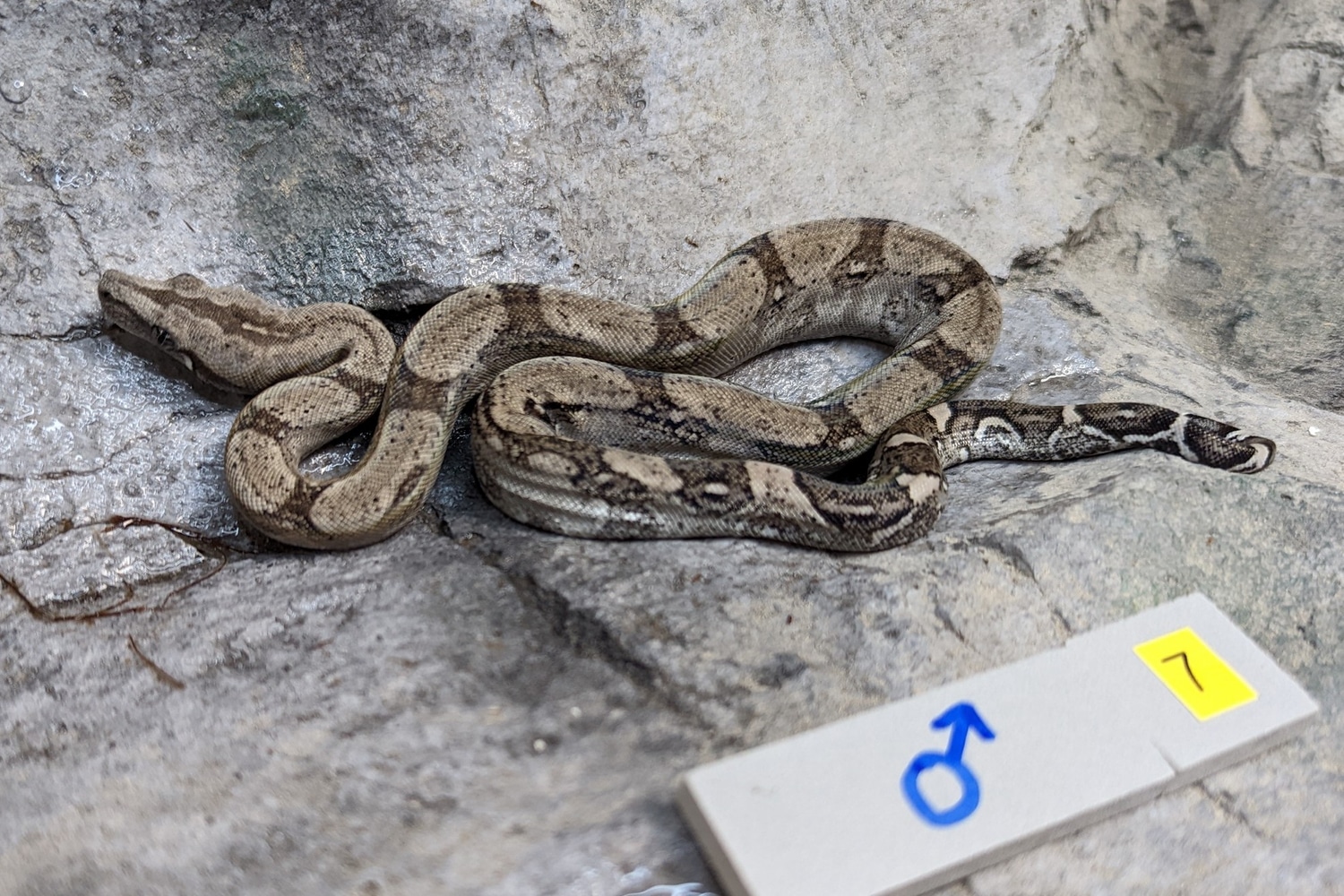 ANERY Longicauda Peruvian Long-tailed Boa Constrictor by Babcock ...