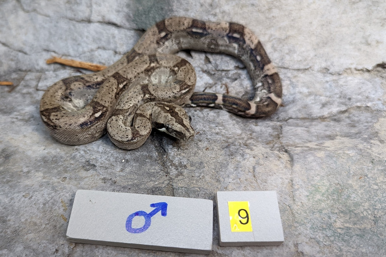 ANERY Longicauda Peruvian Long-tailed Boa Constrictor by Babcock ...