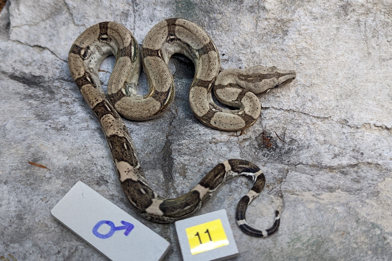 ANERY Longicauda Peruvian Long-tailed Boa Constrictor by Babcock & Weidner Ent. LLC - MorphMarket