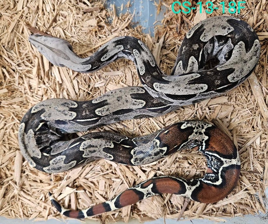 Surinam True Red-Tailed Boa Constrictor by Babcock & Weidner Ent. LLC