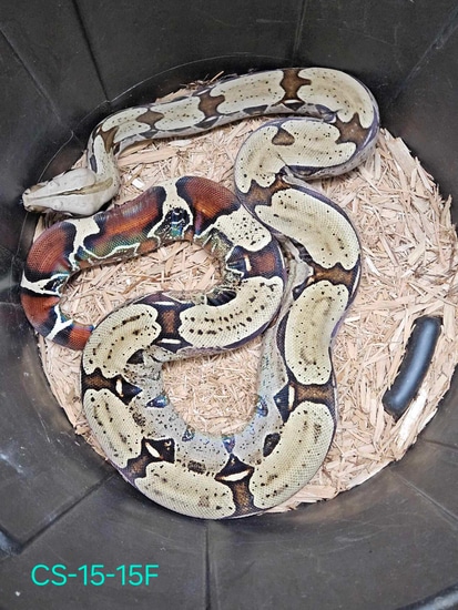 Surinam True Red-Tailed Boa Constrictor by Babcock & Weidner Ent. LLC