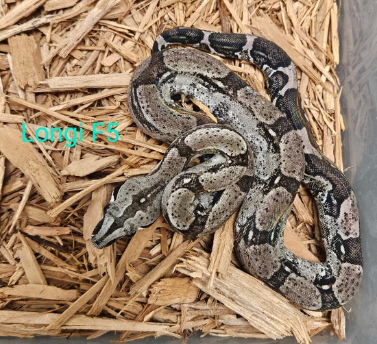 ANERY Longicauda Peruvian Long-Tailed Boa Constrictor by Babcock ...