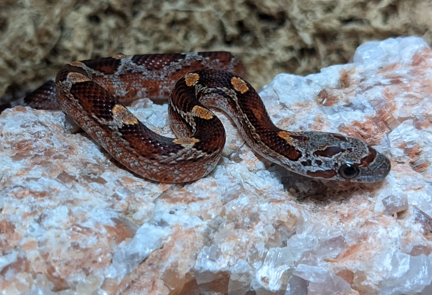 Pied Sided Het Granite (Anery) Beautiful! Corn Snake by Cleidoic ...