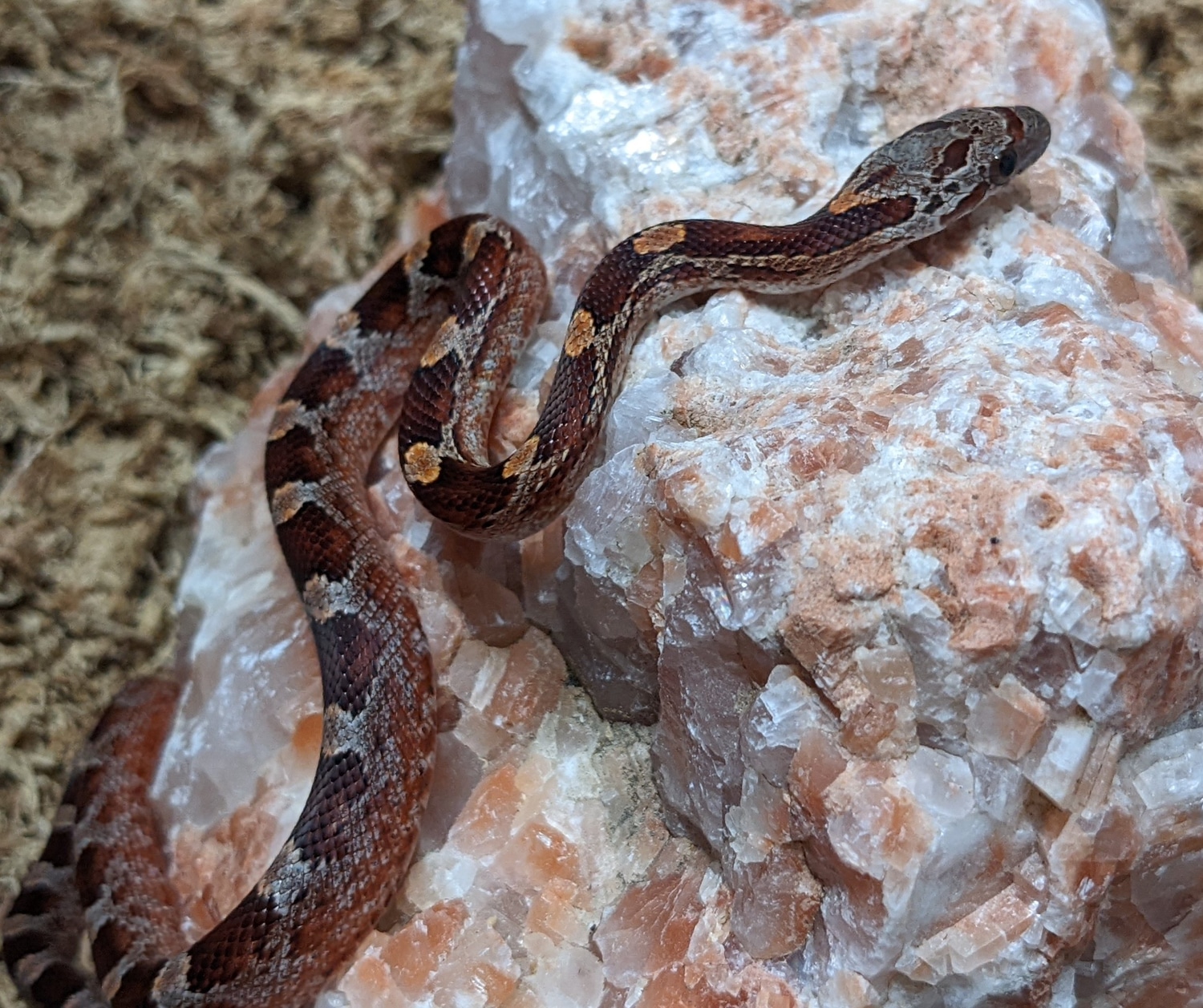 Pied Sided Het Granite (Anery) Beautiful! Corn Snake by Cleidoic ...