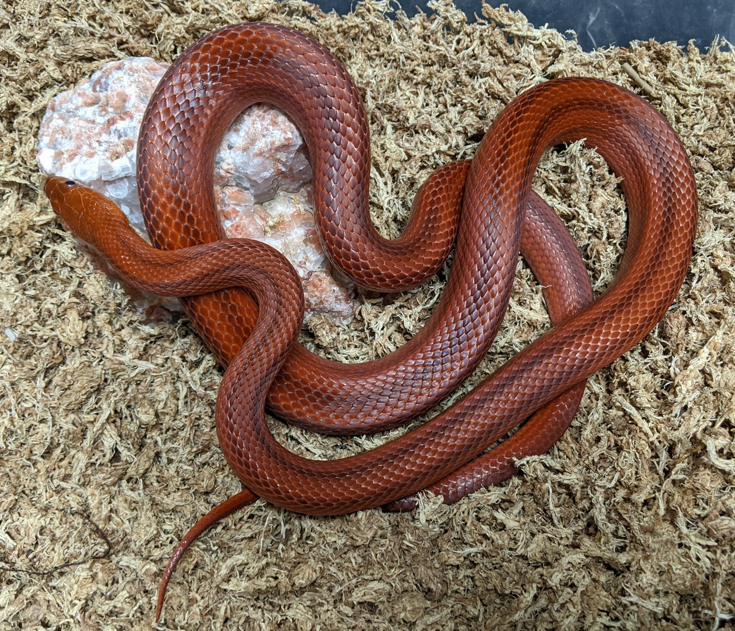 Striped Diffused Corn Snake by Cleidoic Enterprises - MorphMarket