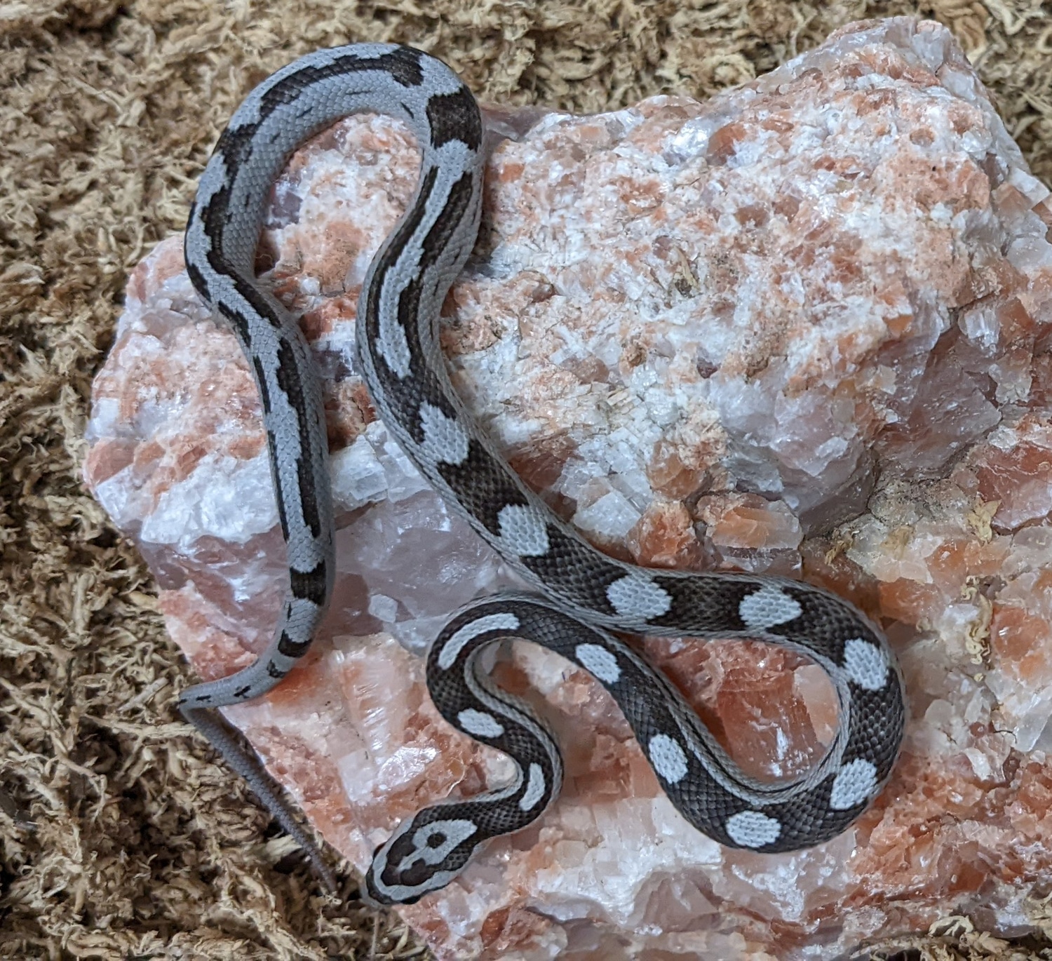Anery Motley Het Hypo Corn Snake by Cleidoic Enterprises - MorphMarket