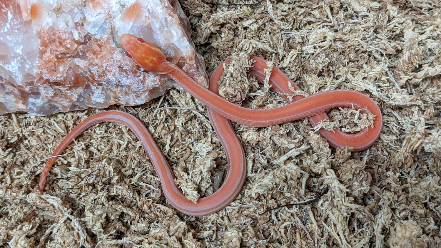 Albino Tessera Scaleless Male, Adorable! Corn Snake by Cleidoic ...