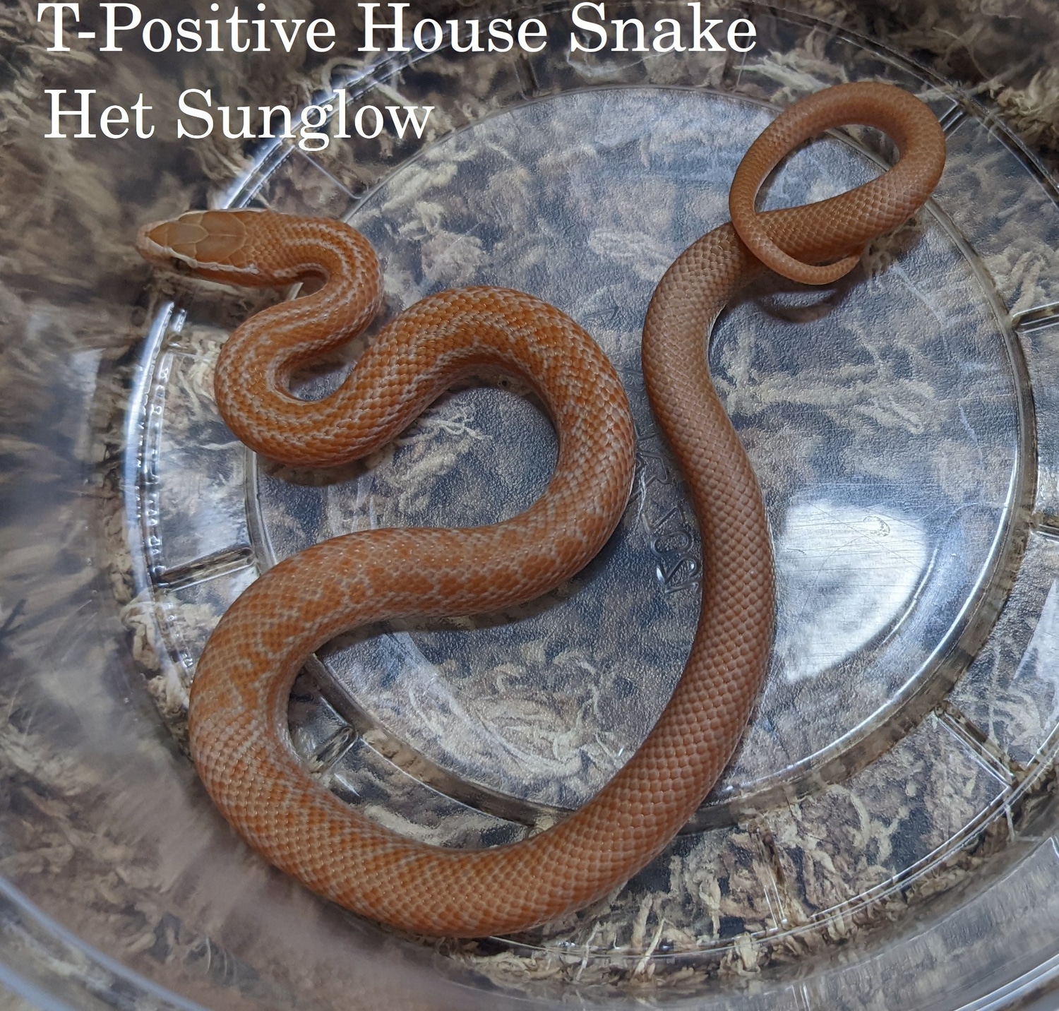 T-Positive Brown African Het Sunglow (Hypo) House Snake by Cleidoic ...