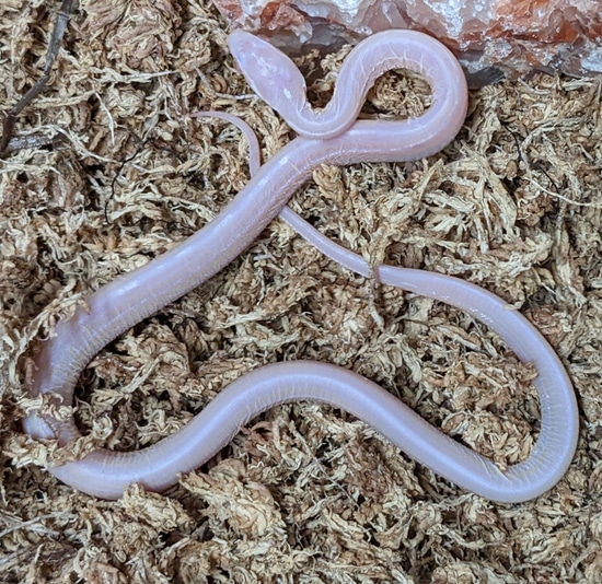 Scaleless Snow Tessera Female Corn Snake by Cleidoic Enterprises