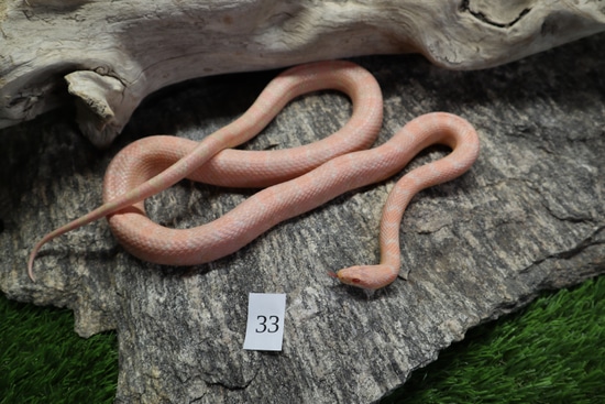 Heliconia / Specter Red Factor Snow Corn Het Hypo 2021 Male Corn Snake ...