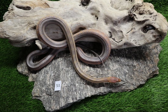 Bairds Rat, Beautiful Male Het Hypo! Baird's Rat Snake by Cleidoic ...