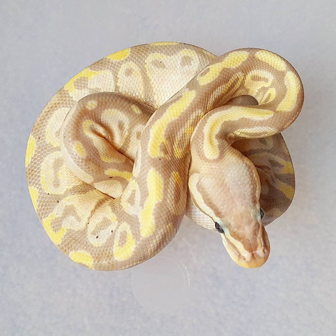 Pastel Coral Glow Ball Python by 46and2Reptiles - MorphMarket