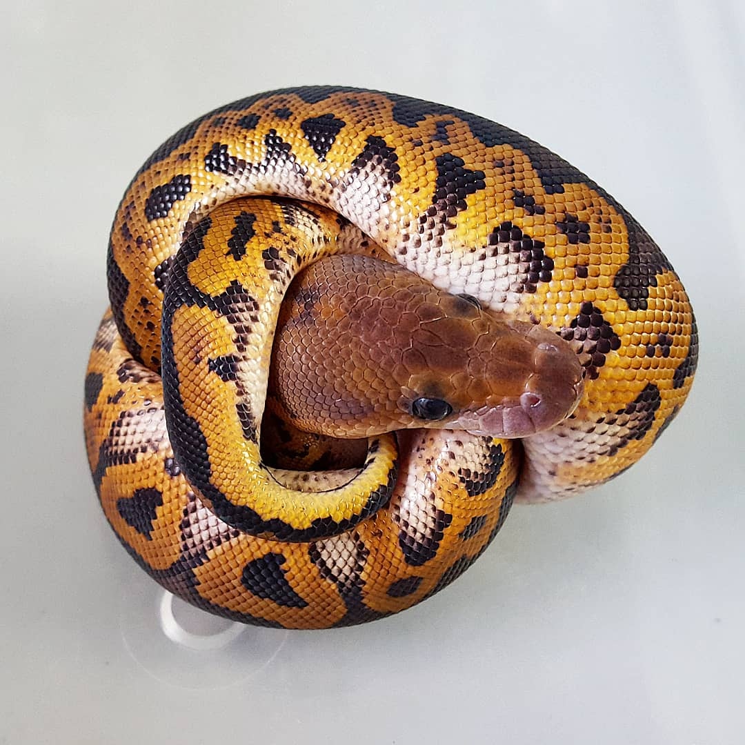 Barnhart Black Pastel Clown Ball Python by 46and2Reptiles - MorphMarket