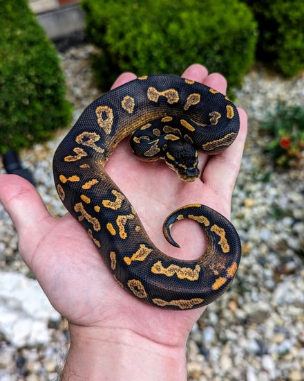 Blackhead Sugar Red Gene 50% Het Orange Ghost Ball Python by 46and2Reptiles