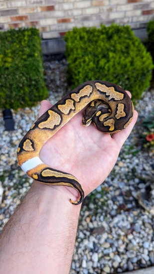 Blackhead Sugar Fire Ball Python by 46and2Reptiles
