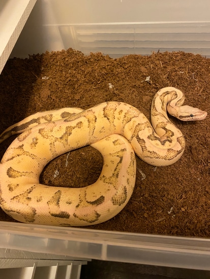 Vanilla Shout Out Ball Python by WM Pythons