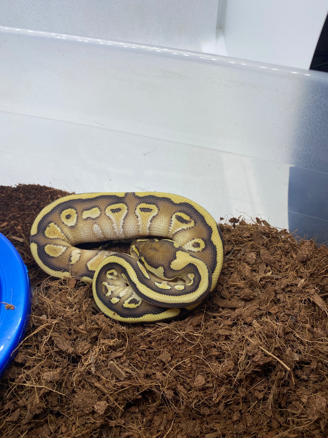 Lesser Het Clown Het Genetic Stripe Ball Python by WM Pythons - MorphMarket