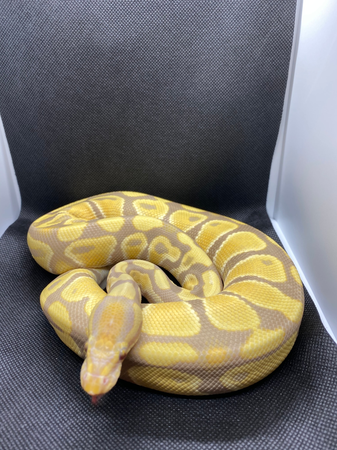 Candino Ball Python by WM Pythons - MorphMarket