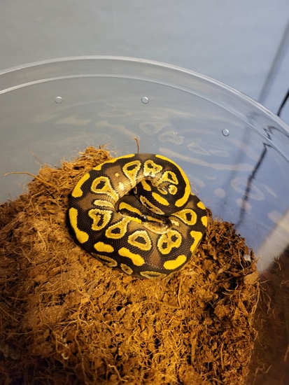 Mojave Het Candy Or Albino Ball Python by WM Pythons