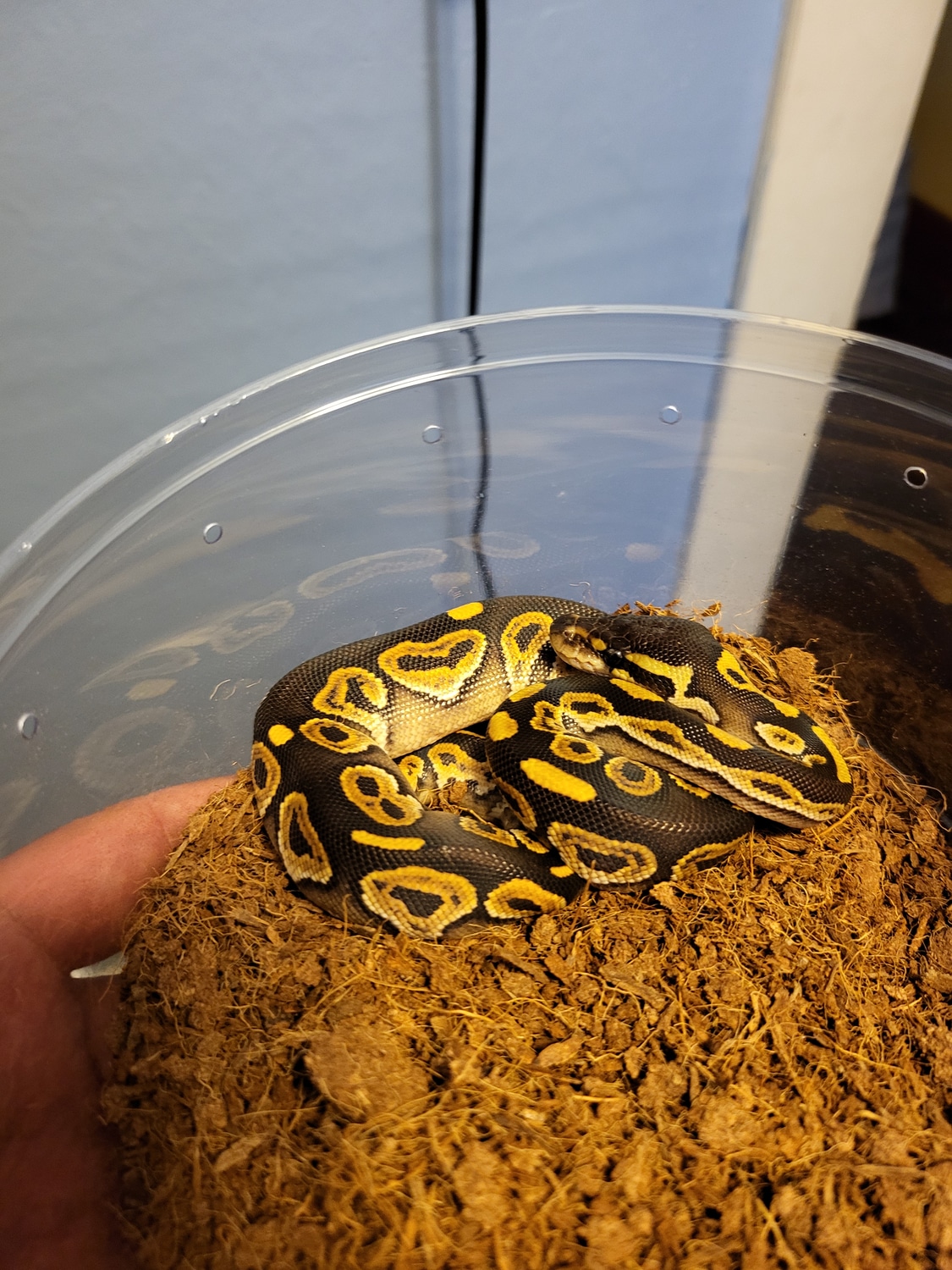 Black Pastel Mojave Het Candy Or Albino Ball Python by WM Pythons ...