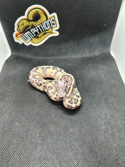 SuperFly Leopard Enchi 50% DH Vpi Ax/Pied Ball Python by WM Pythons