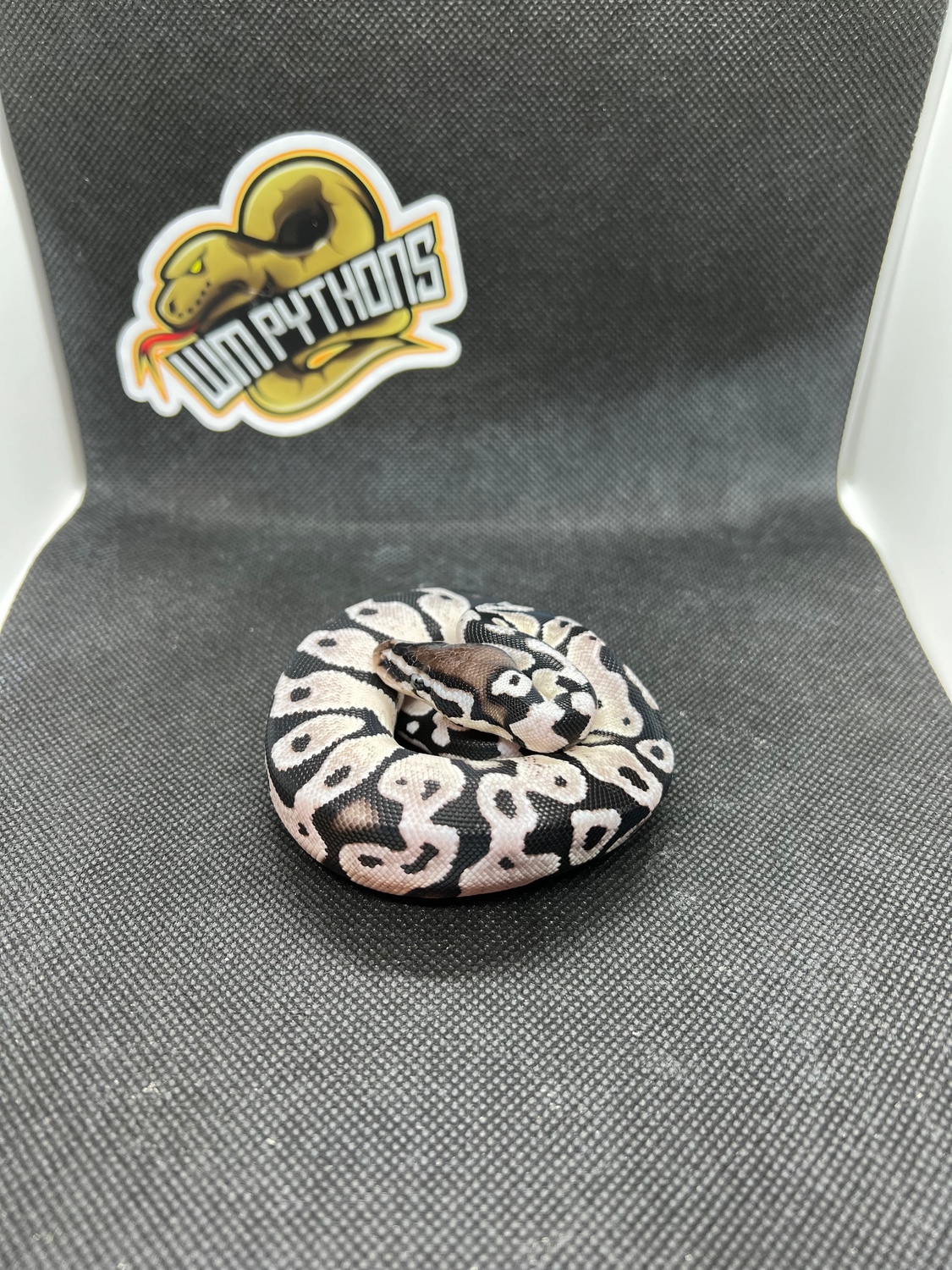 Pastel Fire Enchi VPI Axanthic 50% Het Pied Ball Python by WM Pythons ...