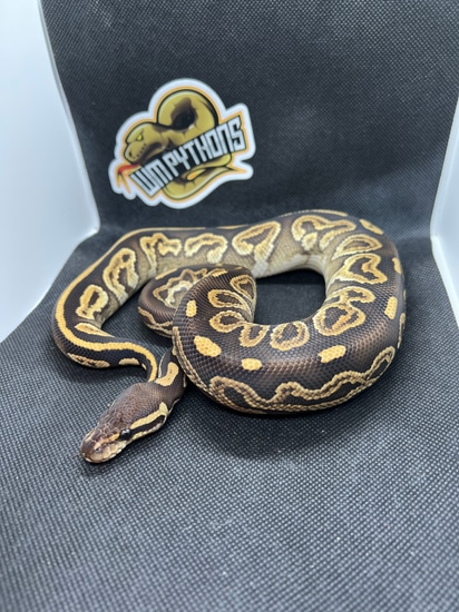 Mojave Black Pastel Het Candy Or Albino Ball Python by WM Pythons