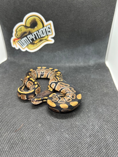 Normal 50% Het Tristripe & Candy Ball Python by WM Pythons