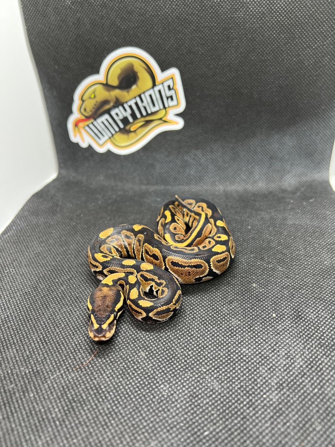 Normal 50% Het Tristripe & Candy Ball Python by WM Pythons - MorphMarket
