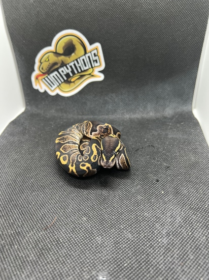 Ghi Chocolate 50% Het Tristripe And Candy Ball Python by WM Pythons