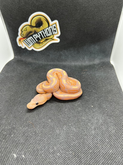 Pastel Cinnamon Banana Het G Stripe 50% Het Puzzle Ball Python by WM ...
