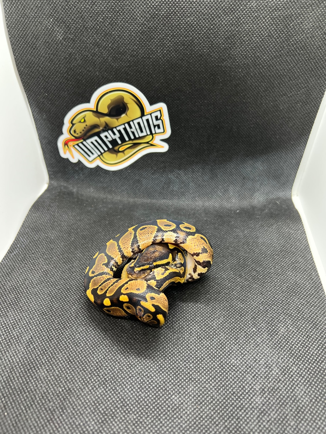 Yb/Asphalt Ball Python by WM Pythons - MorphMarket