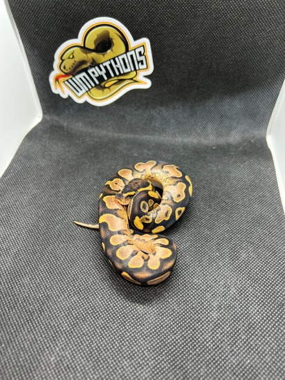 Yb/Asphalt Calico Ball Python by WM Pythons