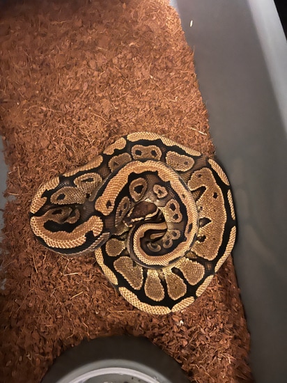 Redstripe Ball Python by WM Pythons