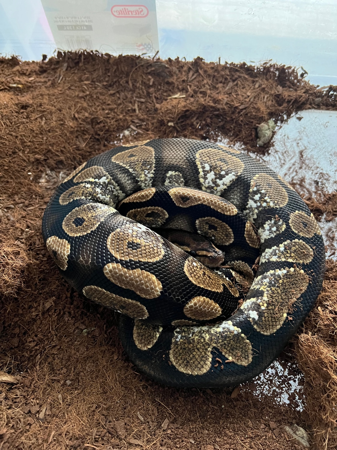 Yellowbelly Calico Ball Python by WM Pythons - MorphMarket