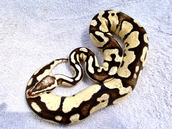 Firefly Axanthic(TSK) Ball Python by Bill Nowling Reptiles