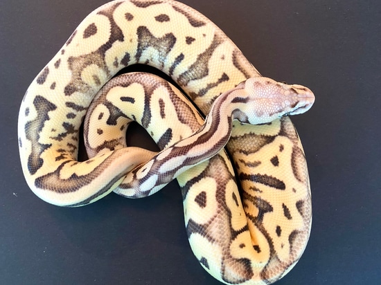Super Pastel Leopard Desert Ghost Ball Python by Bill Nowling Reptiles