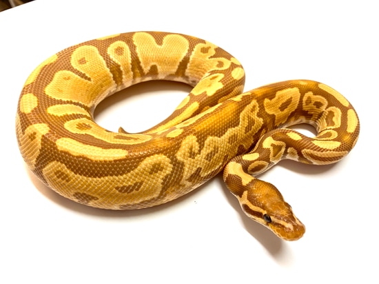 Ultramel Het. Clown Ball Python by Bill Nowling Reptiles