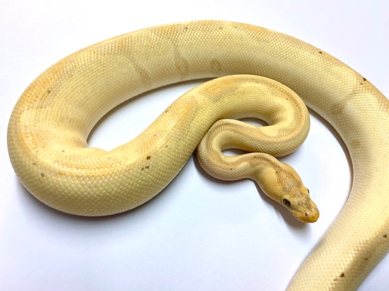 Banana Enchi Clown Ball Python by Bill Nowling Reptiles