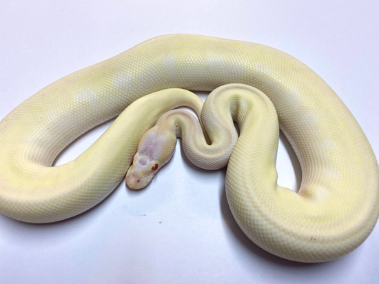 Albino Mystic Potion Het. Clown Ball Python by Bill Nowling Reptiles