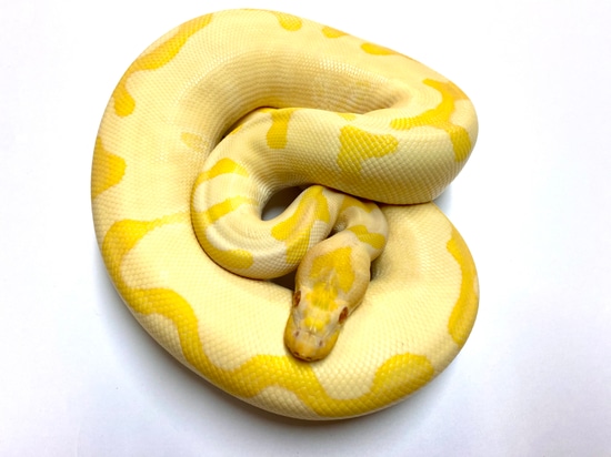 Albino Super Enchi Clown Ball Python by Bill Nowling Reptiles