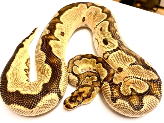 Orange Dream Yellowbelly Clown Ball Python by Bill Nowling Reptiles