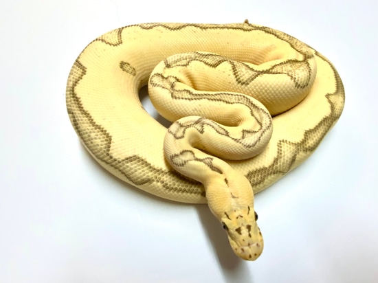 Firefly Enchi Blade Clown Ball Python by Bill Nowling Reptiles