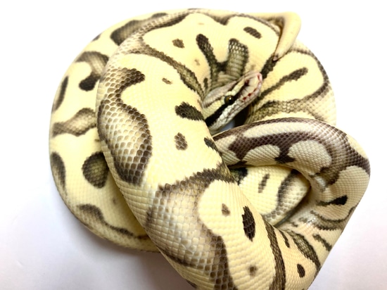 Super Pastel Leopard Desert Ghost Ball Python by Bill Nowling Reptiles