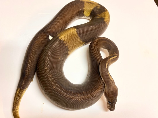 Paradox 8-Ball Het. Pied Ball Python by Bill Nowling Reptiles